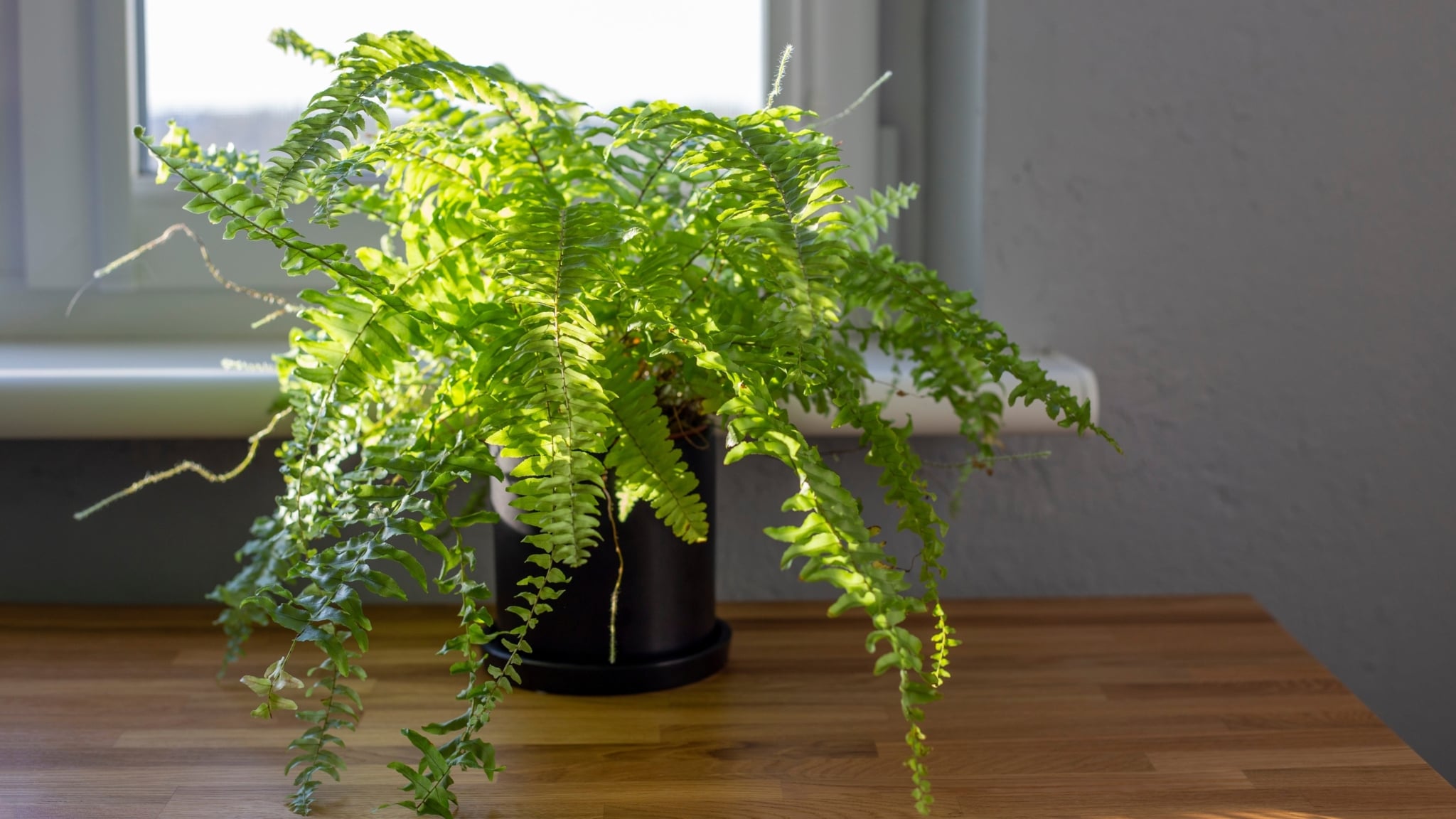 How to Overwinter Boston Ferns: 9 Pro Tips