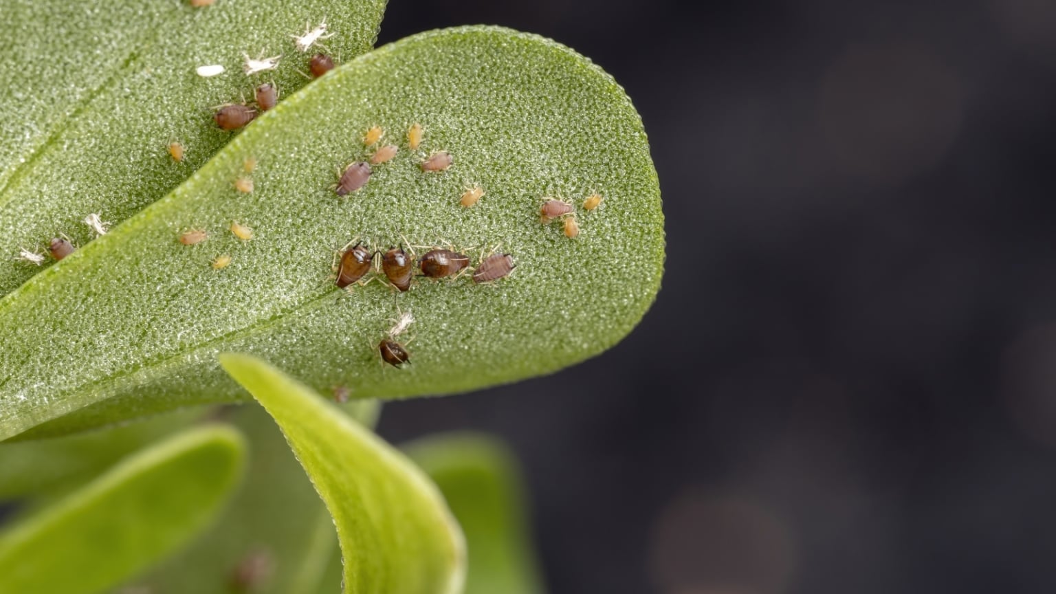 9 Citrus Tree Pests to Watch For This Season