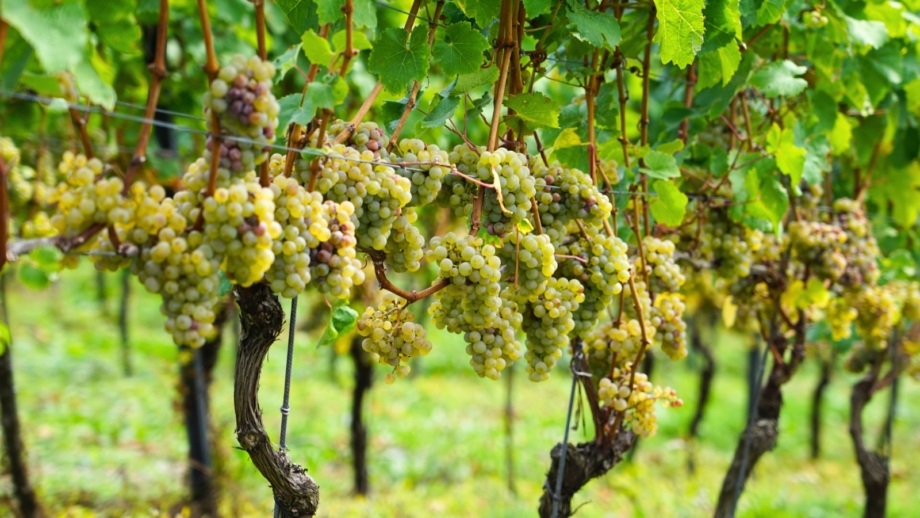 12 Grape Varieties With Beautiful Fall Color