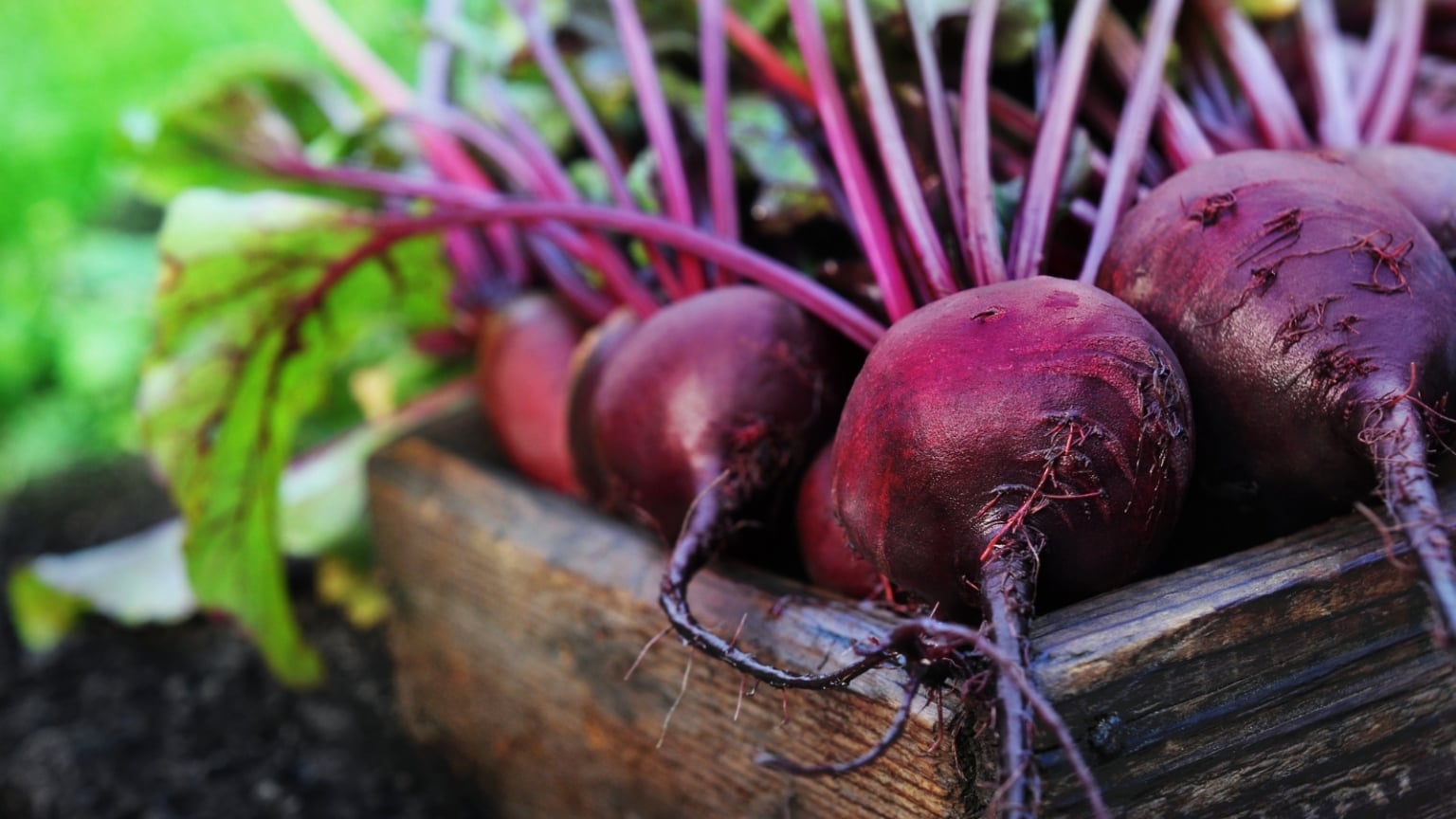 5 Signs Your Beets are Ready to Harvest