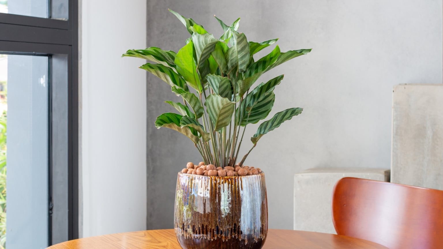 How to Save a Dying Calathea Plant: 7 Solutions for Common Problems