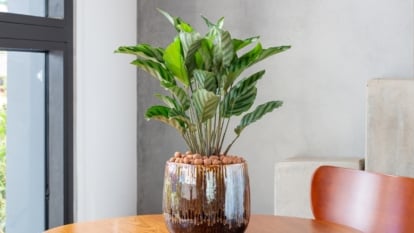 Calathea Care: Calathea Types You Should Be Growing