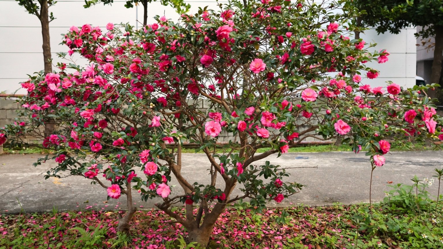 How to Plant, Grow, and Care for 'Sasanqua' Camellias