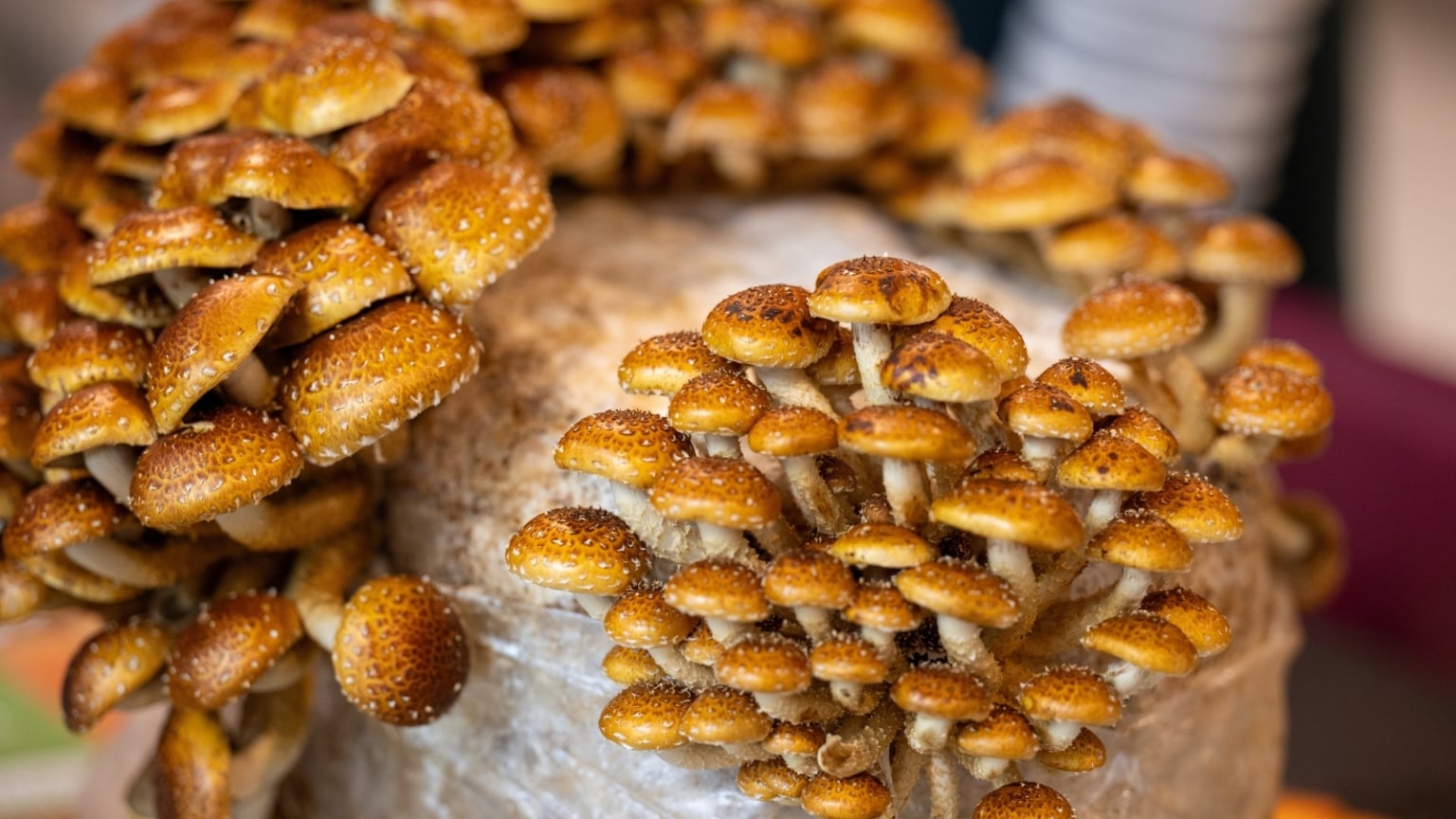 How to Plant, Grow, and Care for Chestnut Mushrooms