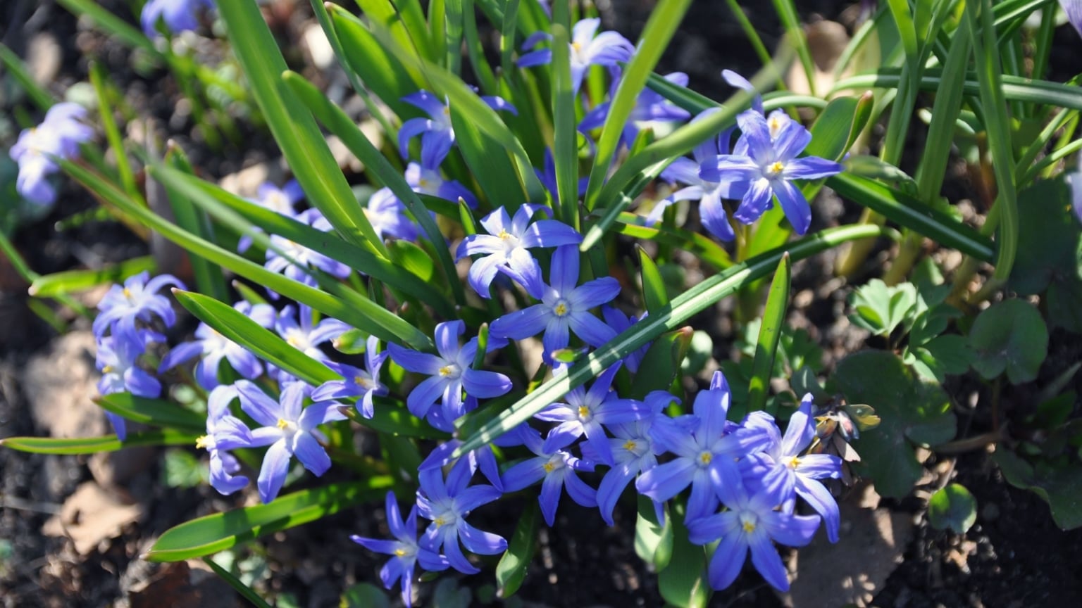 15 Bulbs That Will Multiply in Your Garden