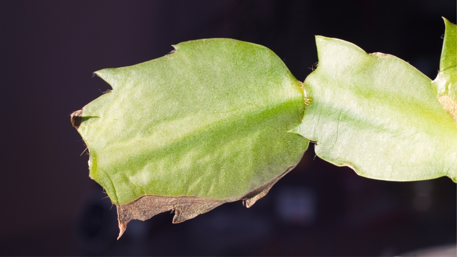 How to Trim Your Christmas Cactus for Best Flowering: 5 Pruning Tips