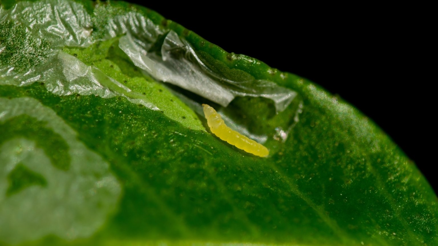 9 Citrus Tree Pests to Watch For This Season