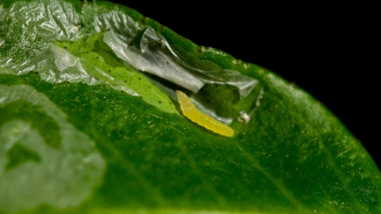 9 Citrus Tree Pests to Watch For This Season