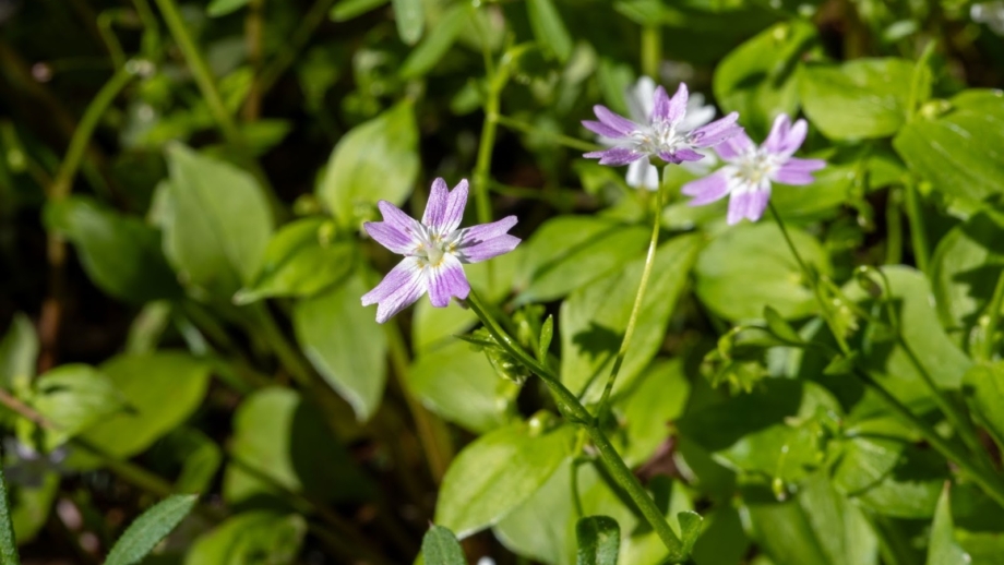 15 Bulbs That Will Multiply in Your Garden