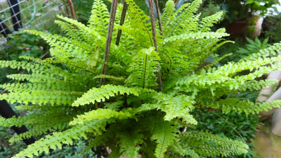 How to Overwinter Boston Ferns: 9 Pro Tips