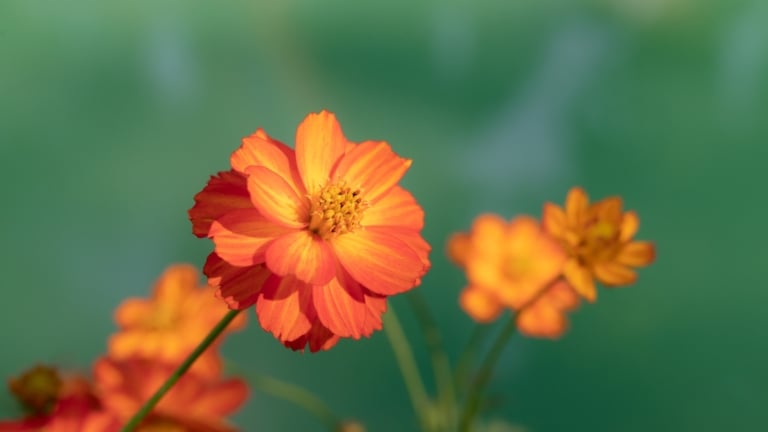 How to Plant, Grow, and Care for Cosmos