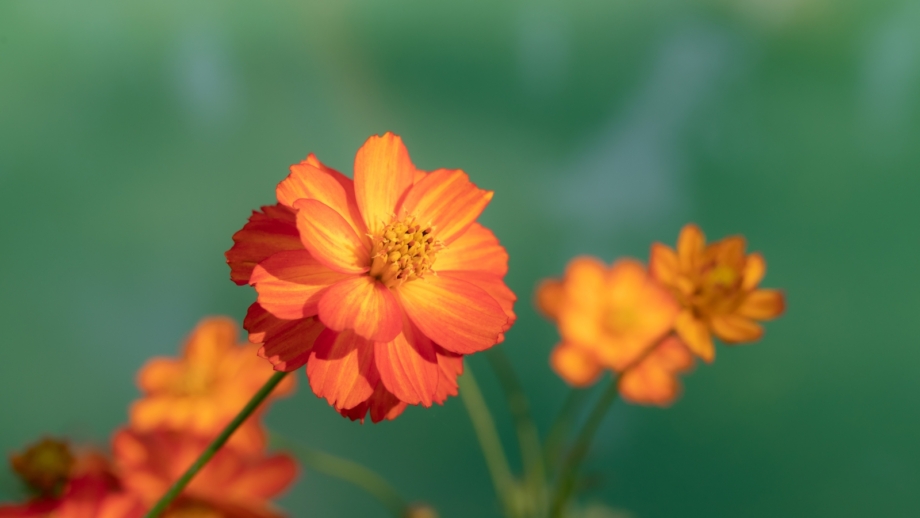 How to Plant, Grow, and Care for Cosmos