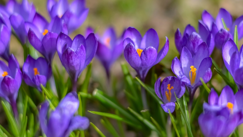 15 Bulbs That Will Multiply in Your Garden