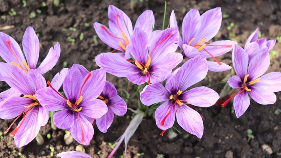 How To Plant Grow And Care For Crocus Flowers