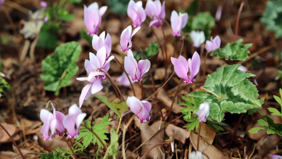 17 Heirloom Flower Bulbs to Plant This Season