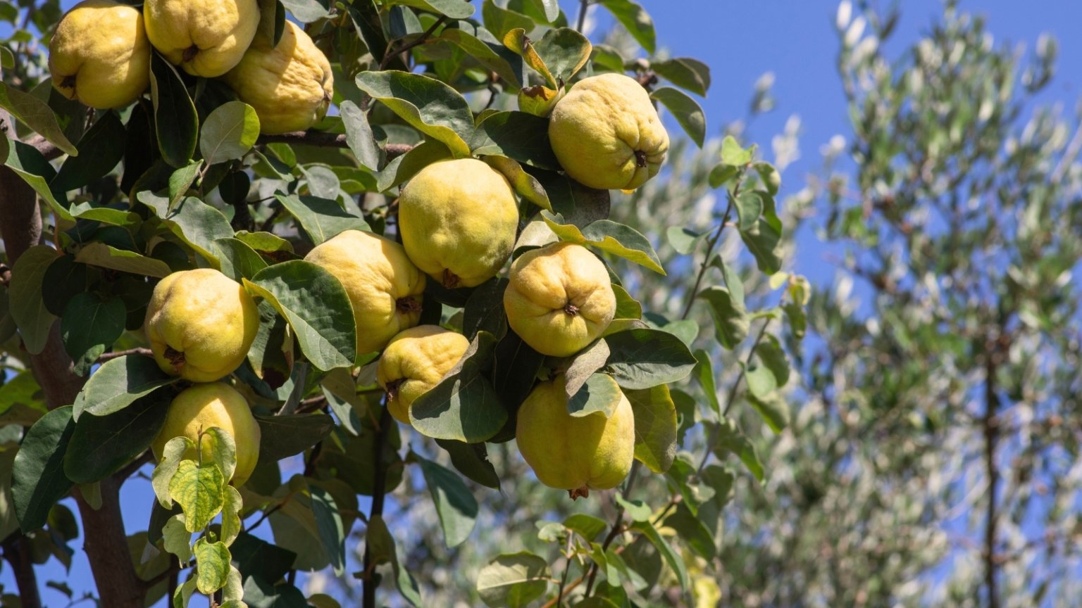 How to Plant, Grow, and Care for Quince Trees