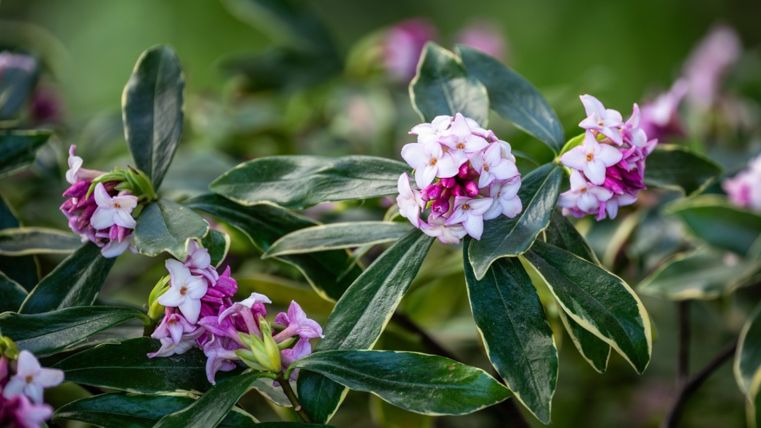 17 Winter-Flowering Shrubs and Trees for Your Landscape