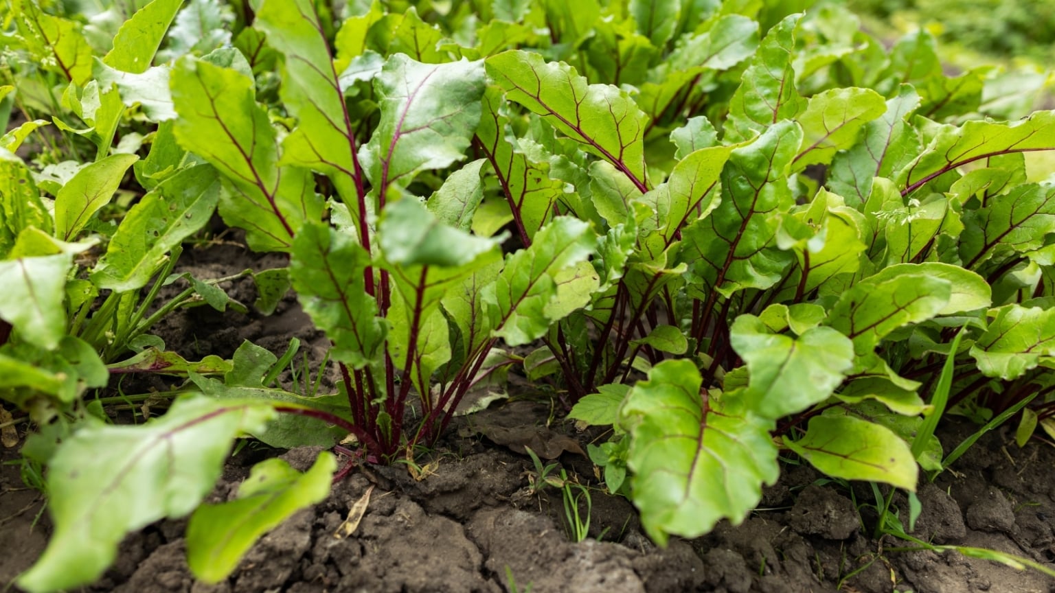 5 Signs Your Beets are Ready to Harvest