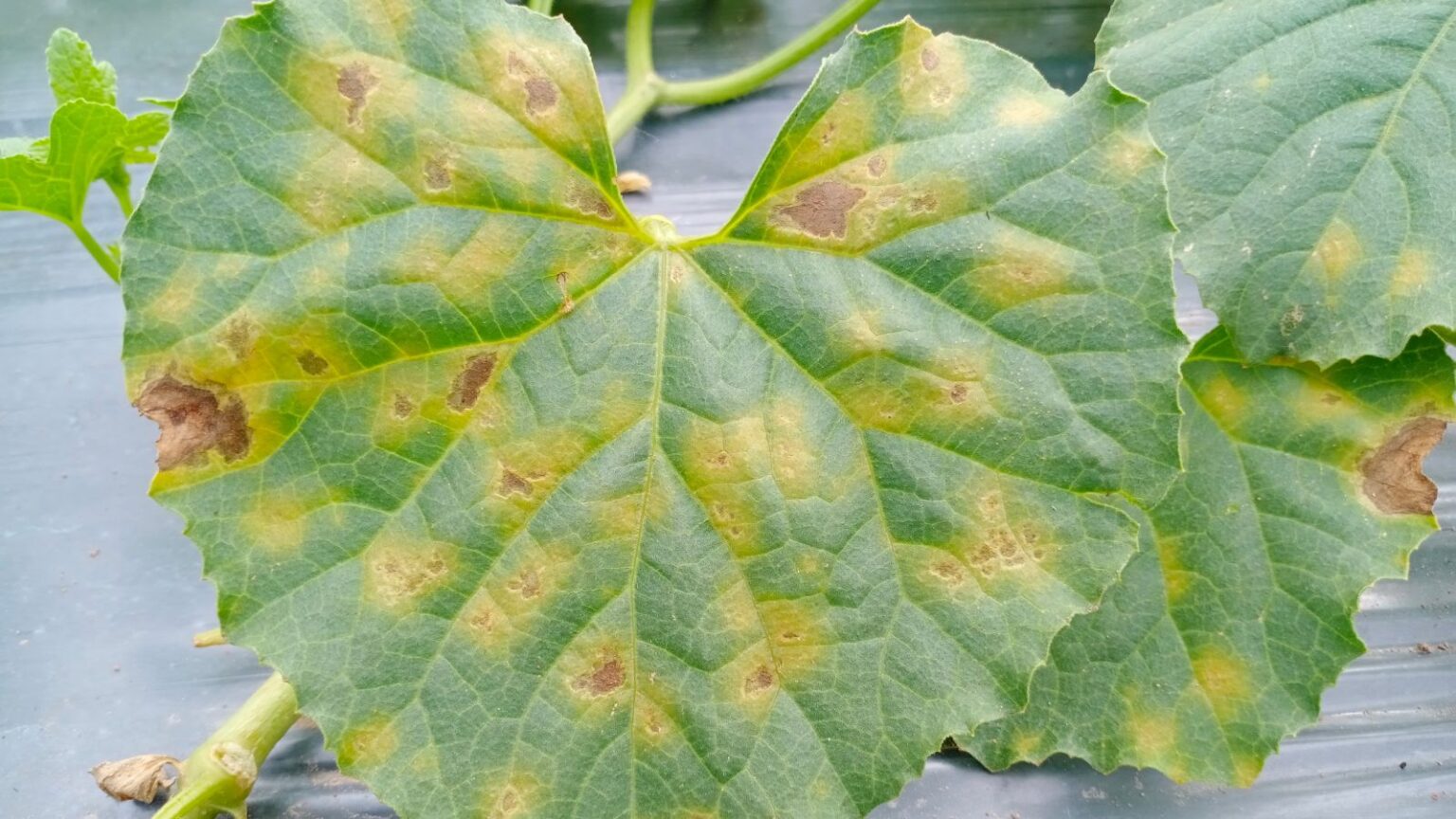13 Zucchini Diseases: How to Identify, Prevent, and Treat Them