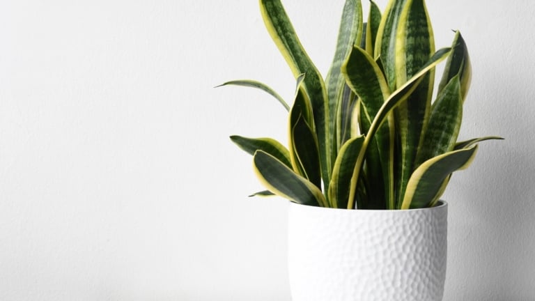 21 Houseplants That Like Low Humidity