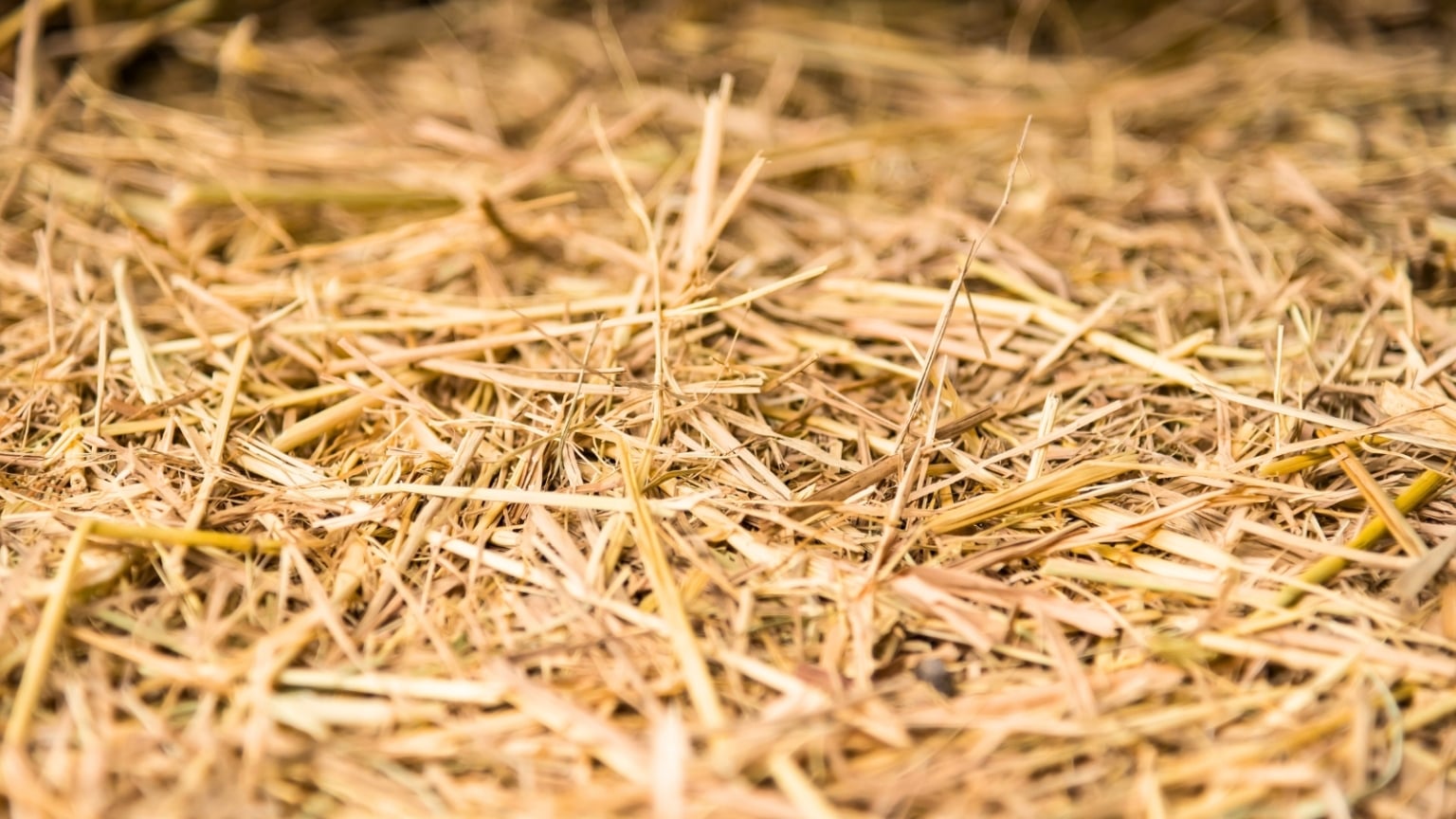 7 Environmentally-Friendly Ways to Get Rid of Invasive Plants