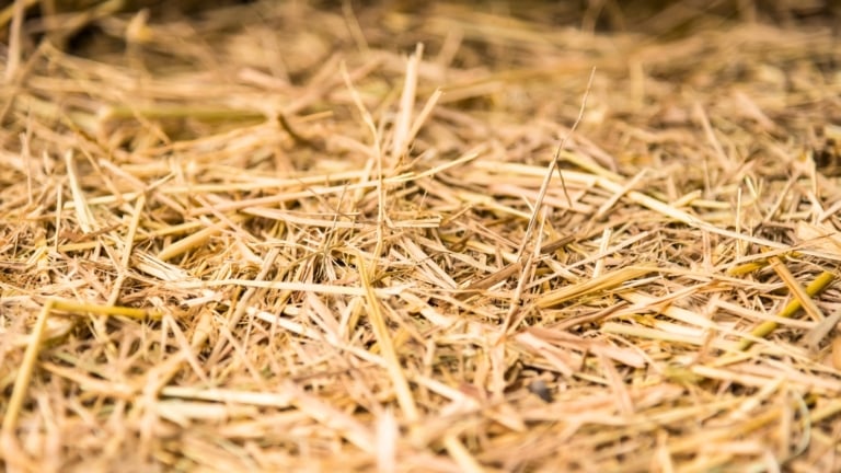 7 Environmentally-Friendly Ways to Get Rid of Invasive Plants