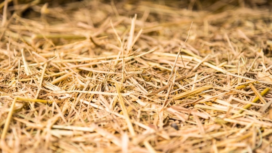 7 Environmentally-Friendly Ways to Get Rid of Invasive Plants