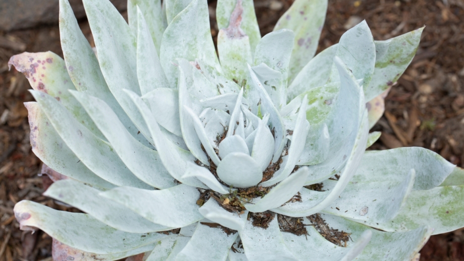 15 California Native Ground Cover Plants to Try This Year