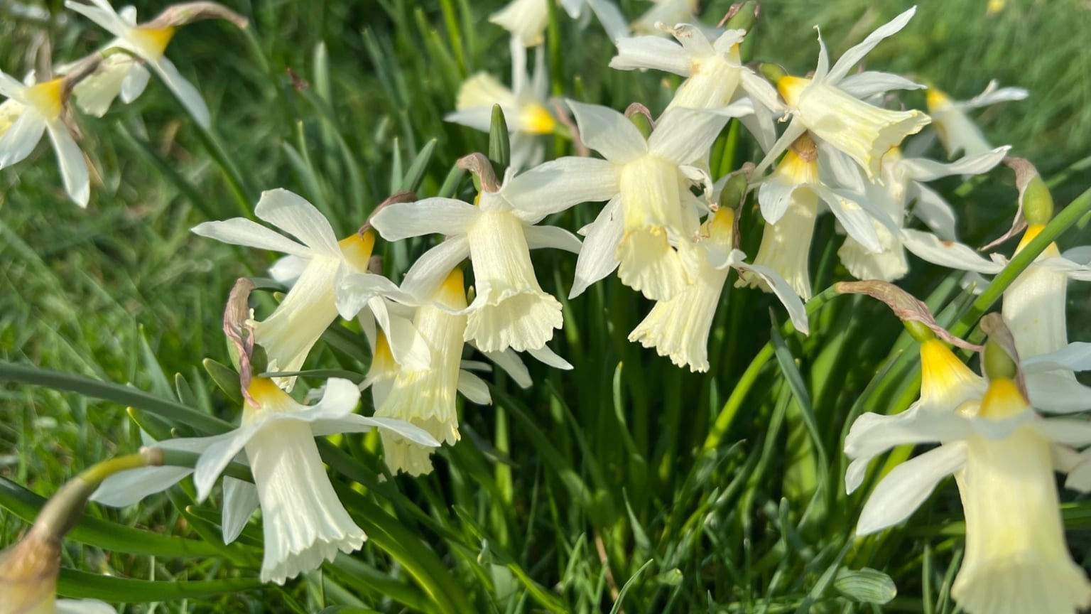 13 Mini Daffodil Varieties to Plant This Season