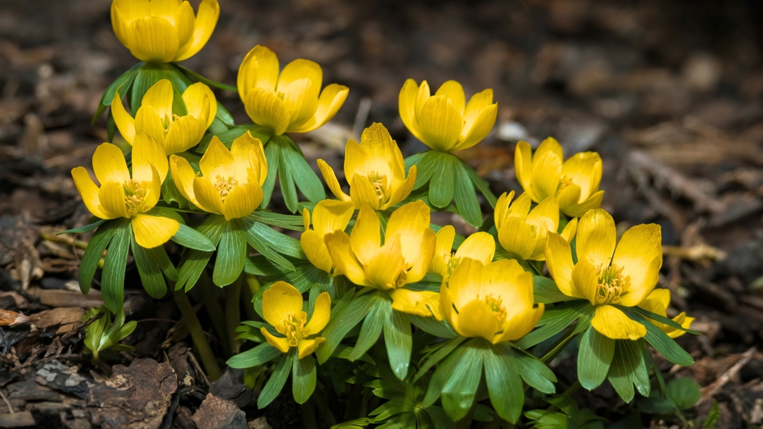 15 Bulbs That Will Multiply in Your Garden