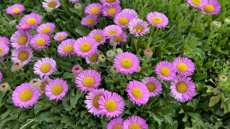 15 California Native Ground Cover Plants to Try This Year