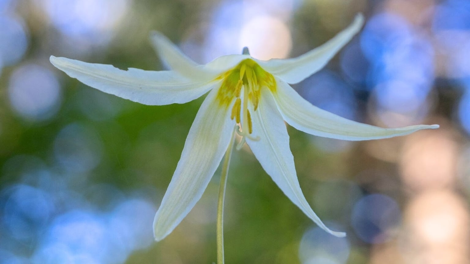 15 Bulbs That Will Multiply in Your Garden