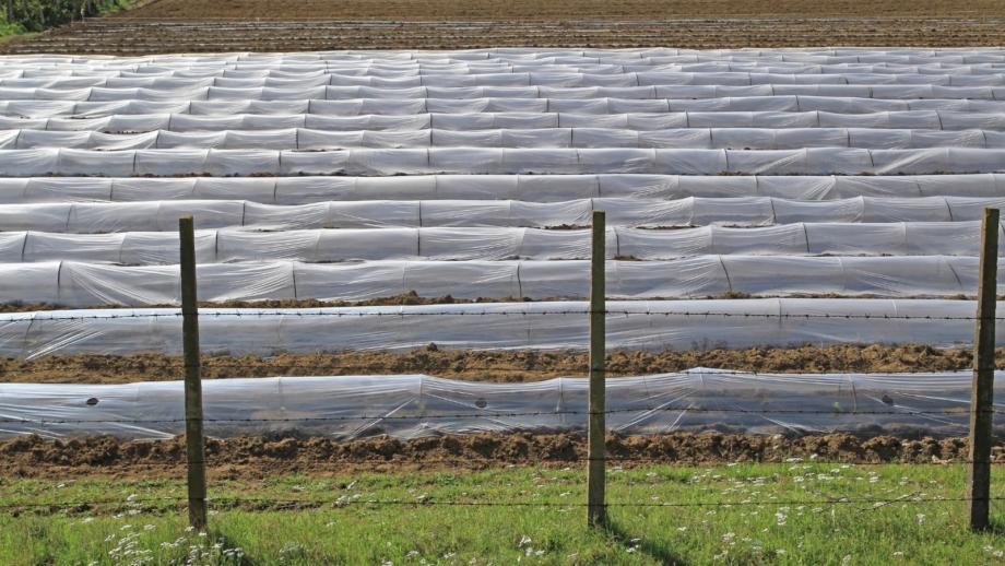 Use These 7 Plant Protectors This Winter