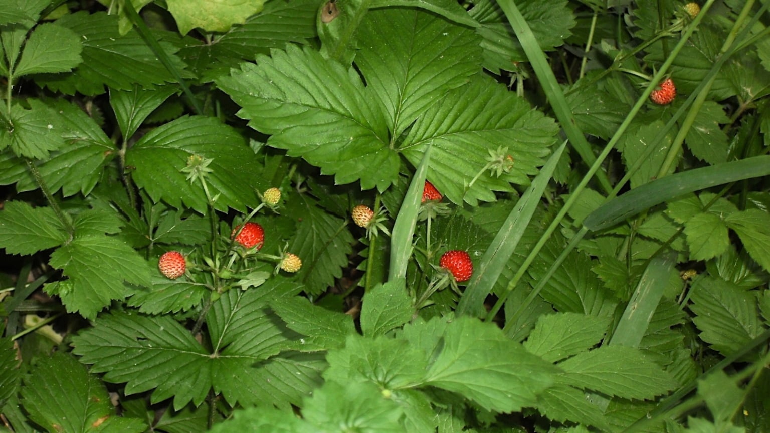 15 California Native Ground Cover Plants to Try This Year