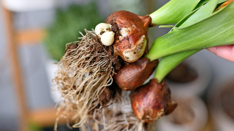 How to Plant, Grow, and Care for Fosteriana Tulips