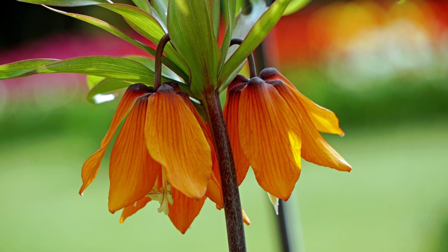 15 Bulbs That Will Multiply in Your Garden