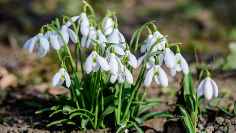 15 Bulbs That Will Multiply in Your Garden