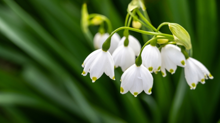 15 Early-Blooming Bulbs You Can Plant in November