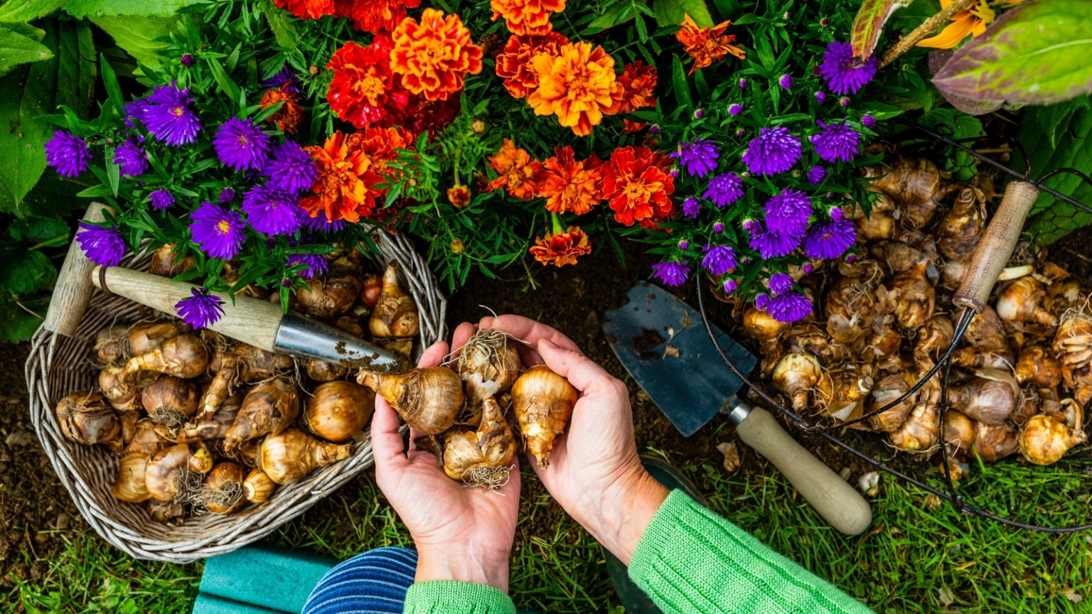 Planting Spring Bulbs: When is it too Late?