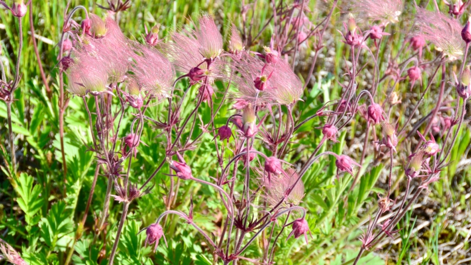 15 Short and Showy Native Plants for Home Gardens