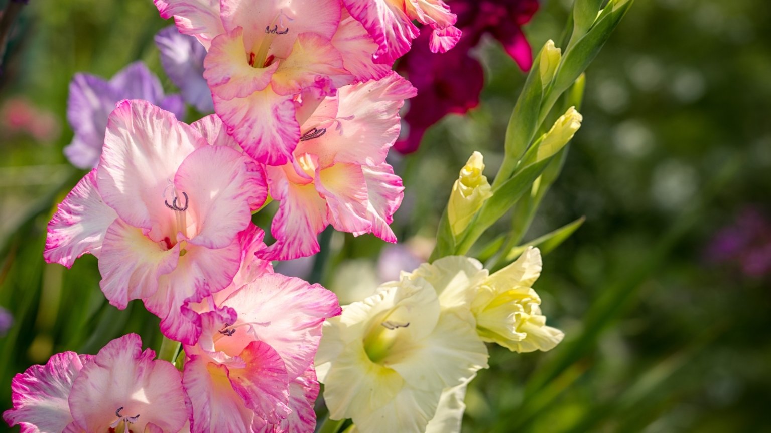 13 Traditional Flowers that Honor Veterans