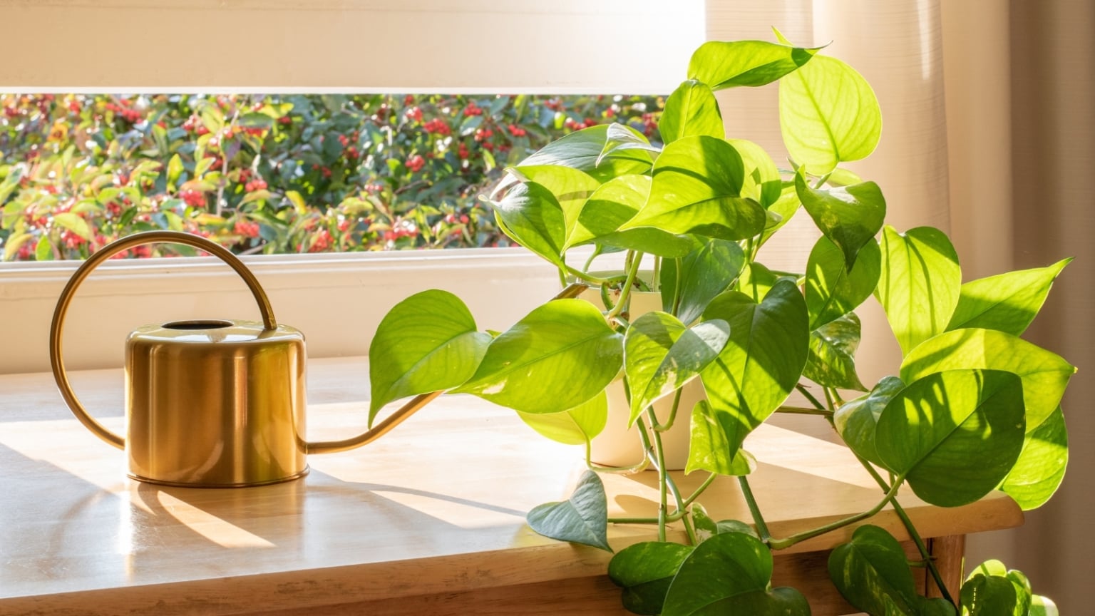 Get a Full and Bushy Pothos Plant With These 5 Tricks