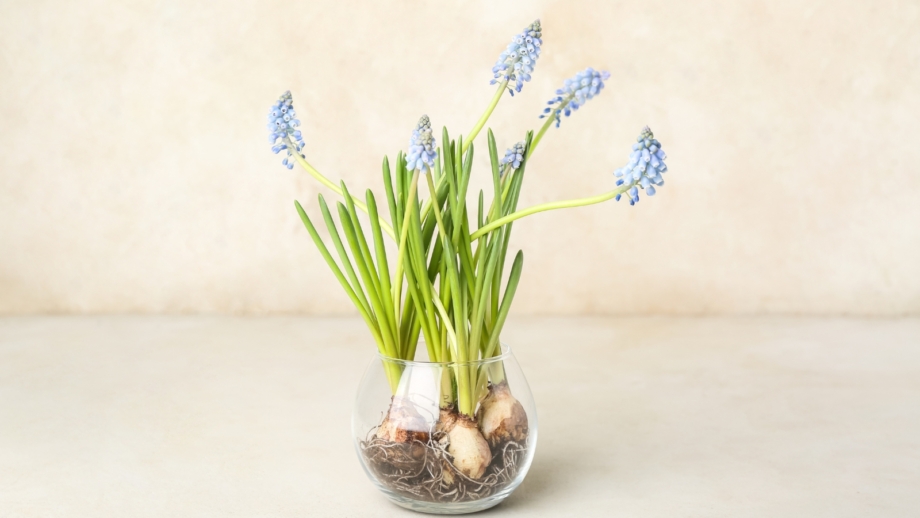 Plant These 13 Flowering Bulbs Now For Holiday Displays