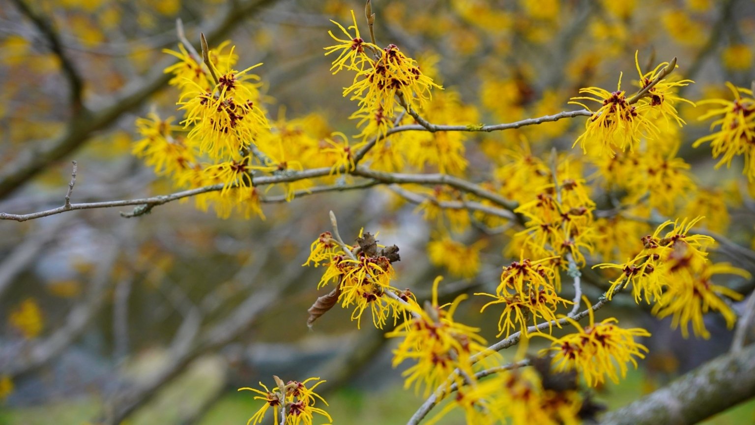 15 Native Plants for Pollinators in Northeast US Gardens