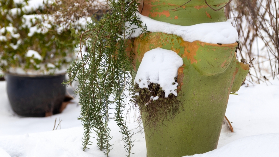 9 Ways to Keep Your Herbs Alive All Winter