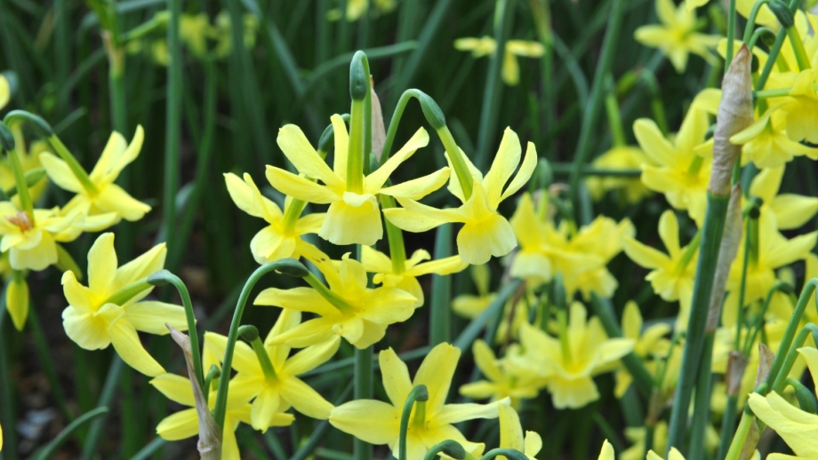 13 Mini Daffodil Varieties to Plant This Season