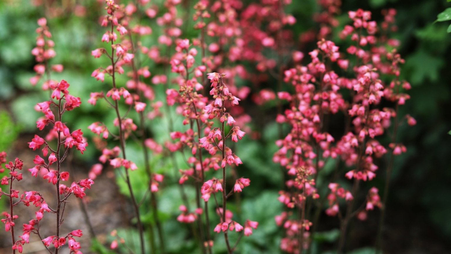 23 Native Wildflowers For Arizona Gardens