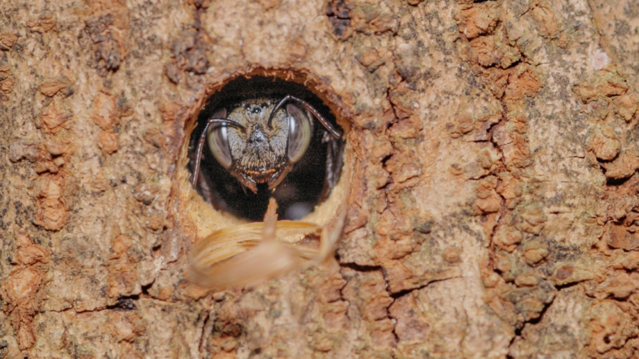 7 Ways You Can Help Bees Overwinter in Your Garden
