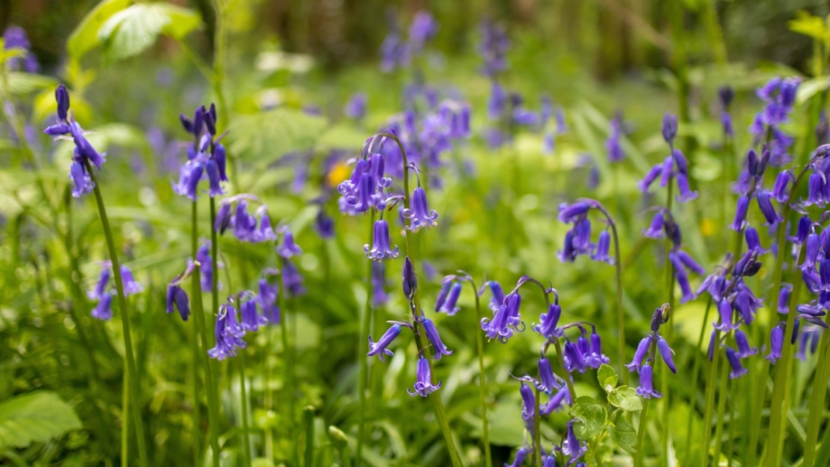 17 Heirloom Flower Bulbs to Plant This Season