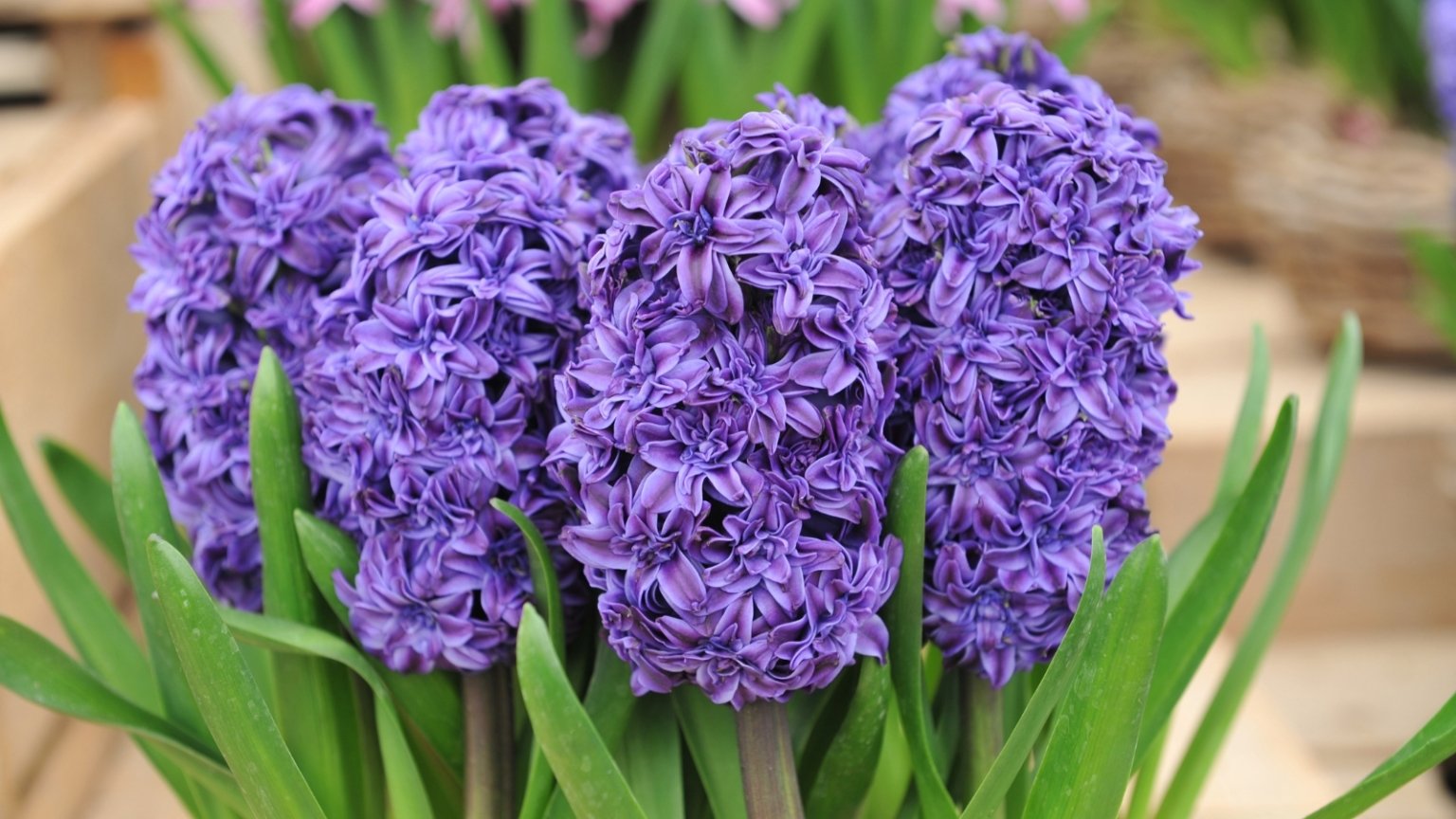 13 Fragrant Hyacinth Varieties to Plant Now for Spring